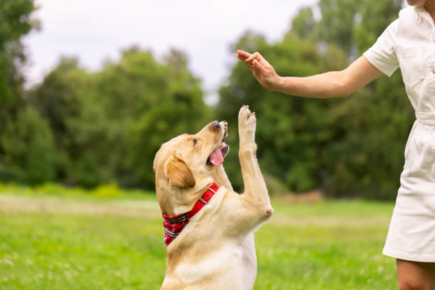 How to Teach Your Dog Basic Commands - Petglimpse.com How to Teach Your Dog Basic Commands - Petglimpse.com