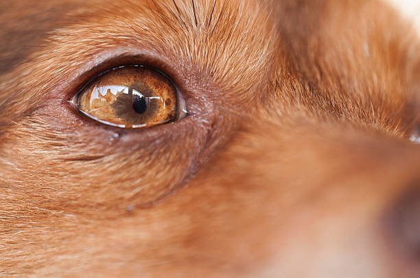 Why Are My Dog's Eyes Red? Top 4 Reasons - Petglimpse.com
